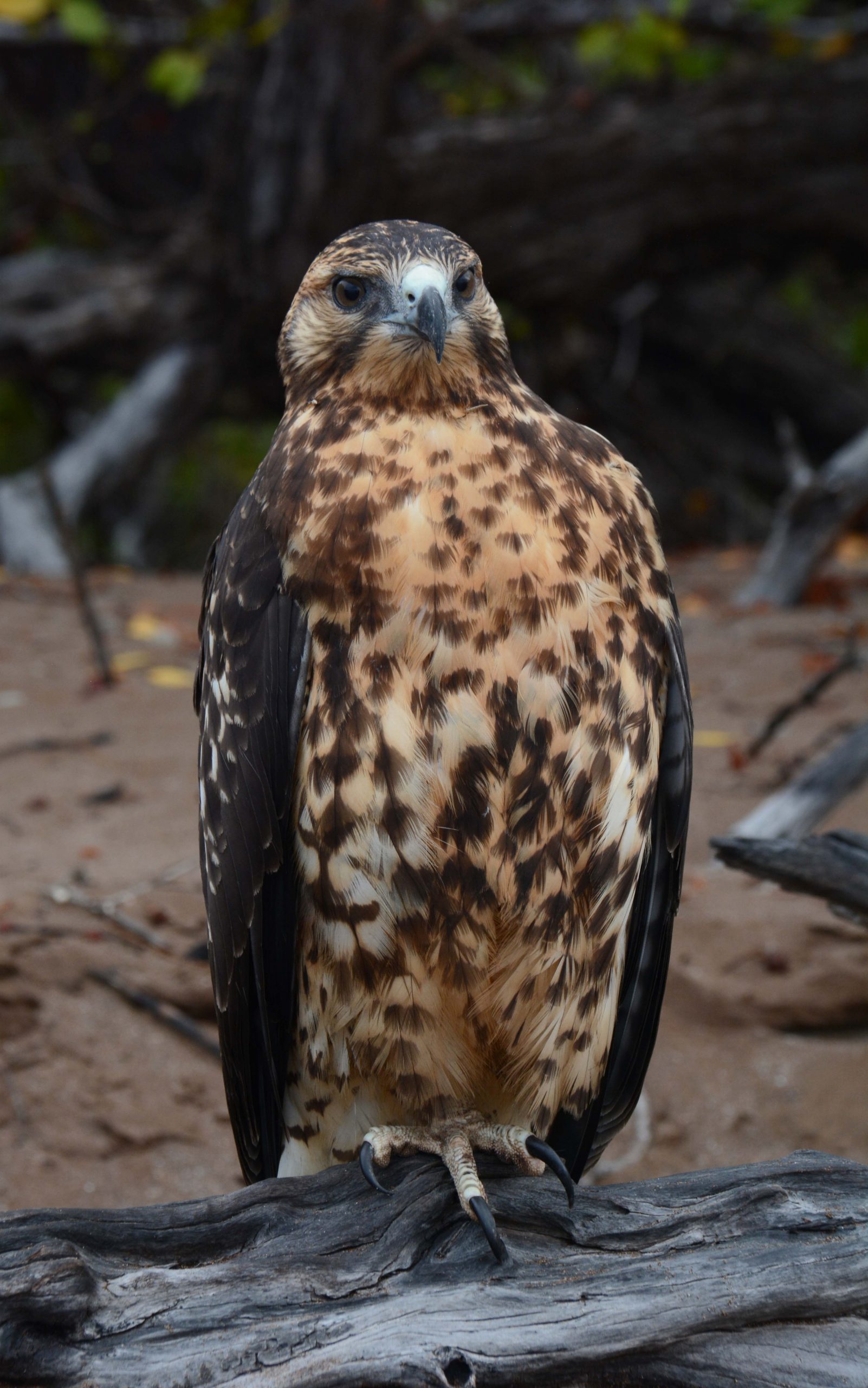 Galapagos Hawk – Animal Behaviour Group
