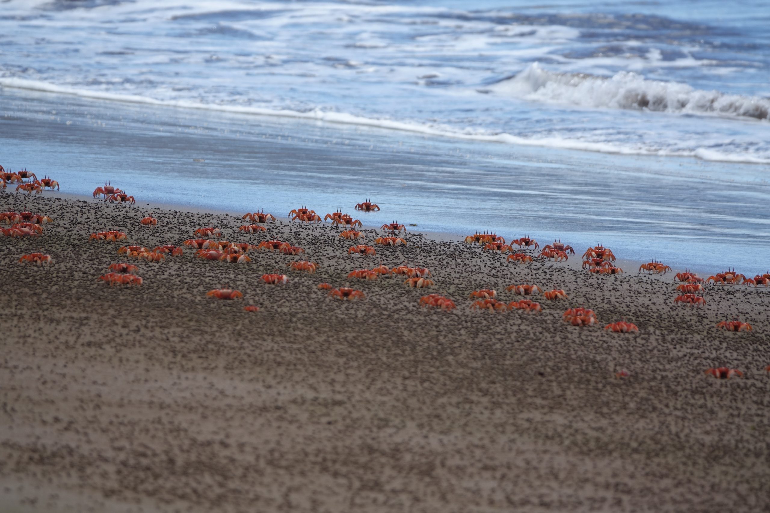 Galapagos: Santiago – Animal Behaviour Group
