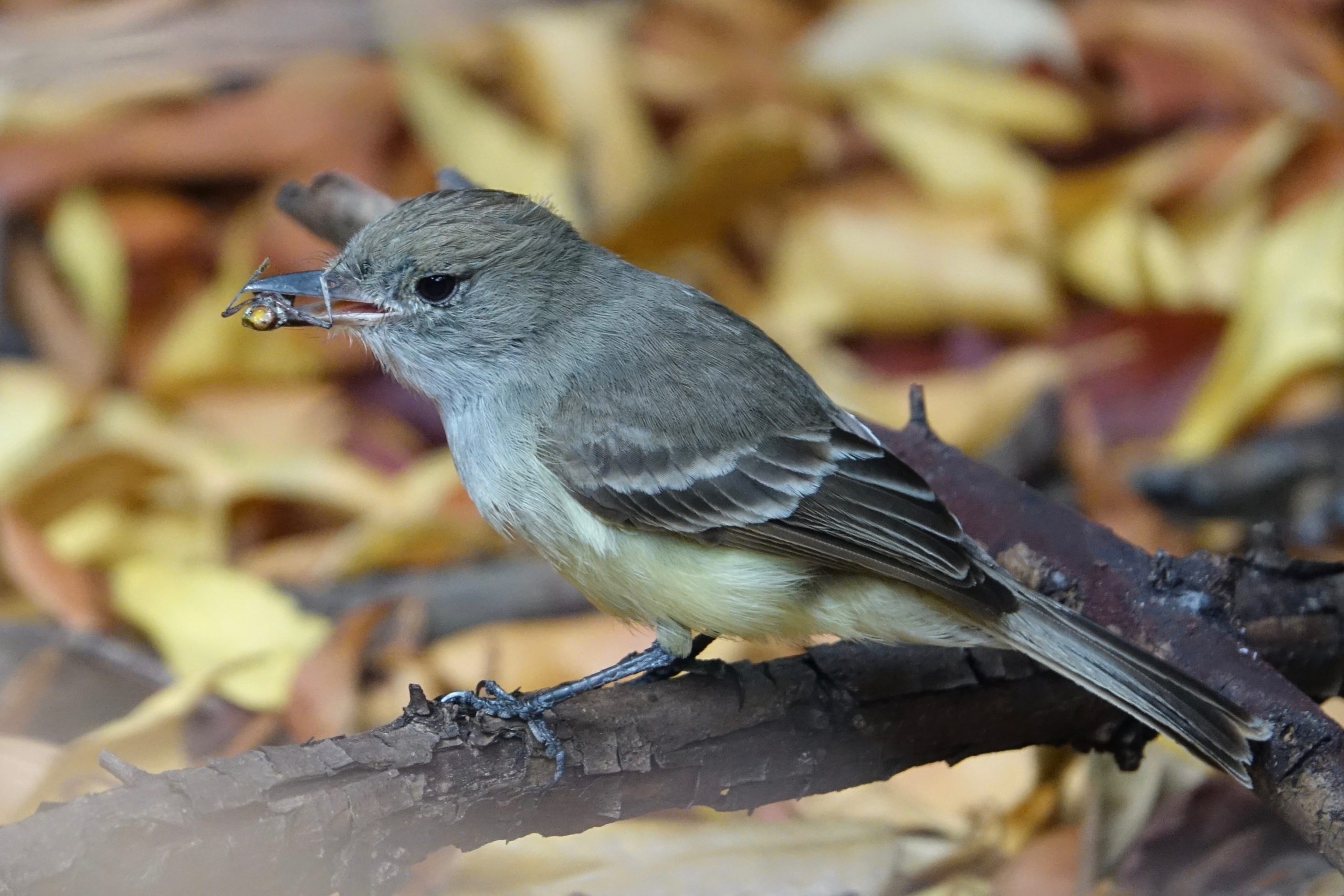 Galapagos flycatcher – Animal Behaviour Group